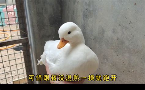 柯尔鸭养殖场 萌物饲养员 萌物饲养员 哔哩哔哩视频