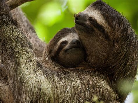 Sloth Sleeping