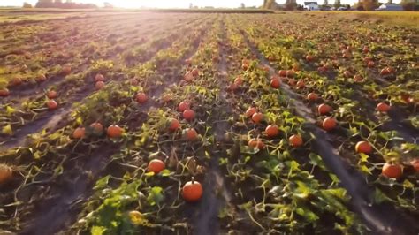 Pumpkin Yolo Object Detection Dataset By Mkhai