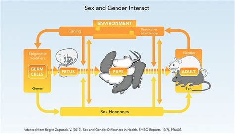 Sex Inclusion In Basic Research Drives Discovery PNAS