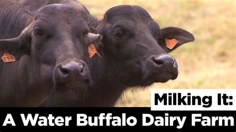 Buffalo Milk Dairy Farm At Greg Booth Blog