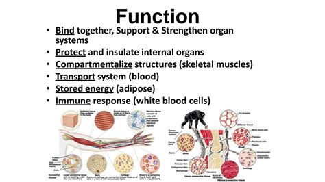 Solution Cells And Classification Studypool