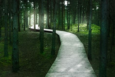 오래된 소나무를 통과하는 나무 산책로 땅에 이끼 상록 숲에서 이른 봄 따뜻한 햇빛 나무 줄기를 통해 태양 광선 라트비아 0명에 대한 스톡 사진 및 기타 이미지 Istock