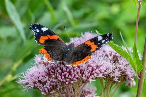 Unlocking Android Jetpack Lifecycle Managing Component Lifecycle And