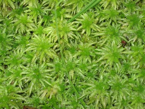 Bio 102 Quiz 3 Moss Terminology Flashcards Quizlet