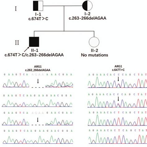 Identification Of 2 Compound Heterozygous Pathogenic Variants Within Download Scientific