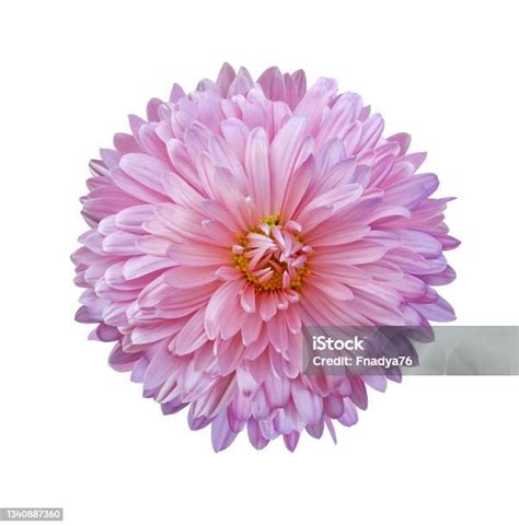 흰색 고립 된 배경에 분홍색 국화 꽃 근접 촬영 디자인용 자연 0명에 대한 스톡 사진 및 기타 이미지 0명 개화기 국화 Istock