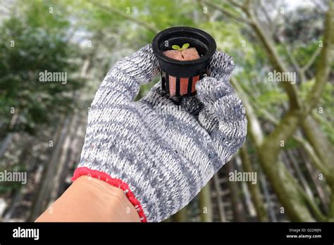 Small Seed Prepare For Growth In Someone Hand On Forest Background Stock Photo Alamy