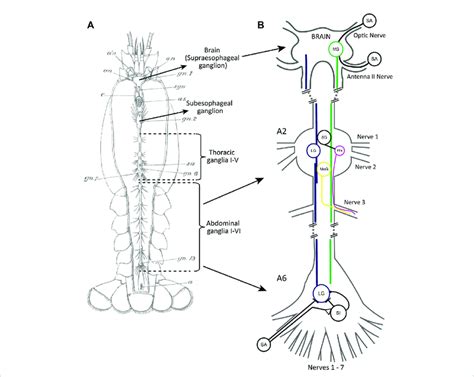 Crayfish Nervous System Diagram Crayfish Anatomy Nervous Sys