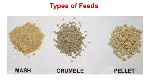 Poultry Feed Formulation Ppt
