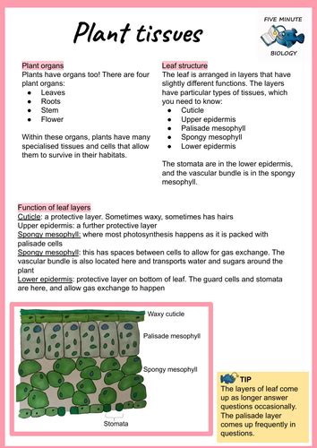 Gcse Aqa Biology Triple Science Plant Tissues Revision Sheets Higher Tier Grade 6 9 Teaching