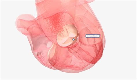 Premium Photo Normal Aortic Valve Function