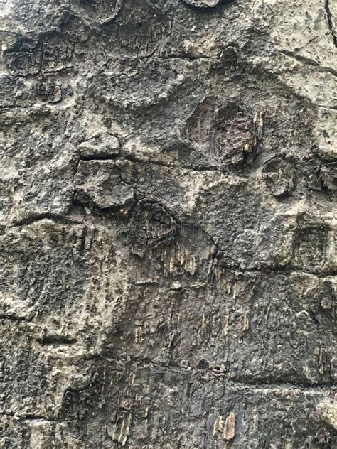 Different Types Of Bark Use It As A Beautiful Background Stock Photo Image Of Variety Used