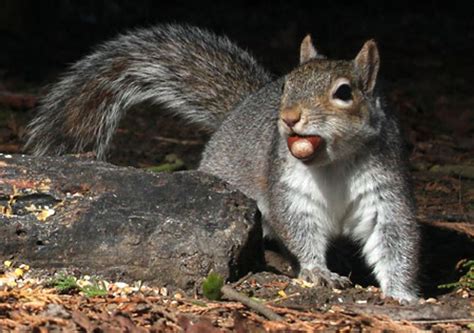 Georgia Tech Robots Learn Deceptive Behaviors From Squirrels Ieee
