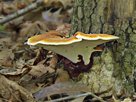 Ganodermataceae Ganoderma Curtisii Immature Yellow Rei… Flickr