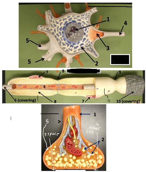 Lab Practical Neuron Model Synaptic Terminal Model Diagram Quizlet