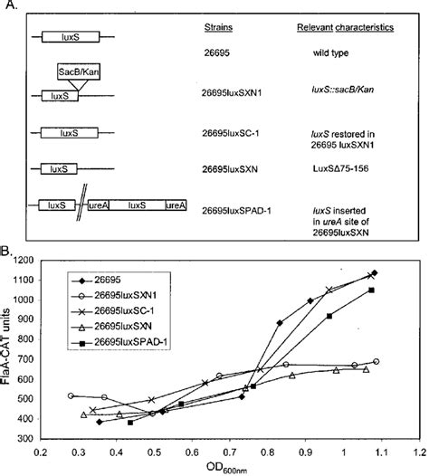 Growth Dependent Expression Of Flaa In H Pylori 26695 Requires Luxs