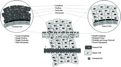 1 Passive Targeting By Nanoparticles Exploiting The Epr Effect
