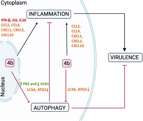 Proposed Mechanism Of Action Of 4b Protein In MERS CoV Virulence