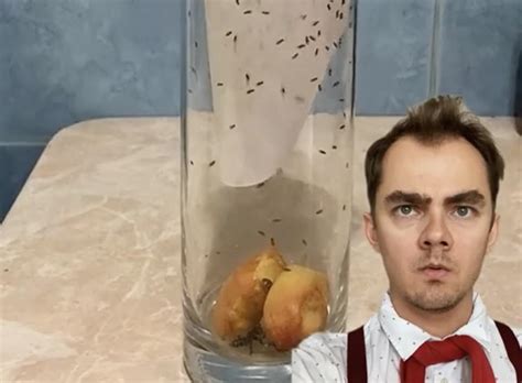 Expert Reveals How To Get Rid Of Fruit Flies Instantly Daily Mail Online
