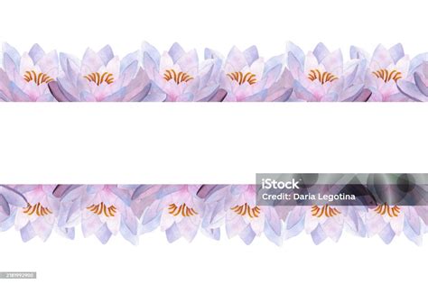 보라색 연꽃 수채화 섬세한 라일락 수련 프린트가 있는 완벽 한 테두리 식물 배경 꽃 프레임 엽서 인사말 카드 템플릿 여성의 날 2025 장식 초대장 디자인 0명에 대한 스톡