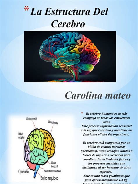 Estructura Y Funciones Del Cerebro Humano Pdf Cerebro Neurona