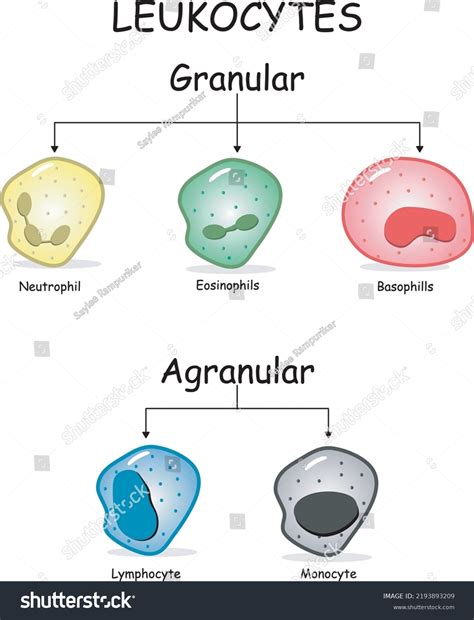 Leukocytes Types Scheme Vector Illustration Cells Stock Vector Royalty