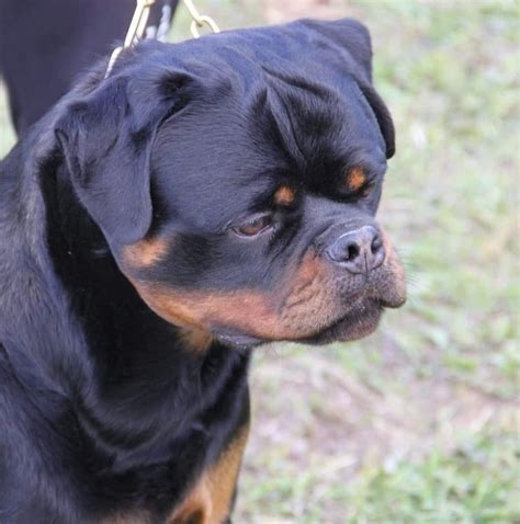 8 A Half Months Old Male F Nelson V Predrag Markovic Facebook