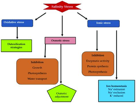 Types Of Salinity Stress Responses In Bermudagrass 22 25 Download