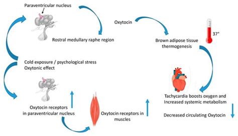 Oxytocin Feedback Loop Diagram