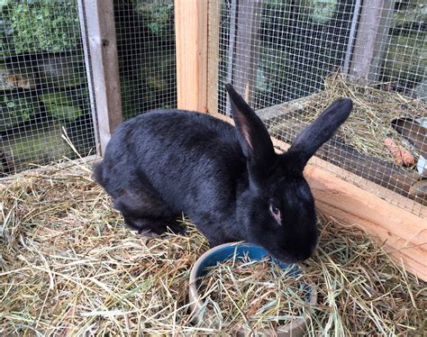 Black Flemish Giant Nffgrb Org