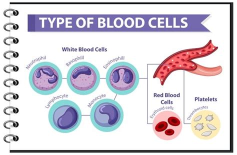 White Blood Cell Count Wbc Cbc Lab Values In Acute Care For Occupational Therapy Ot Dude White Blood Cell Count Wbc Cbc Lab Values In Acute Care For Occupational Therapy Ot Dude