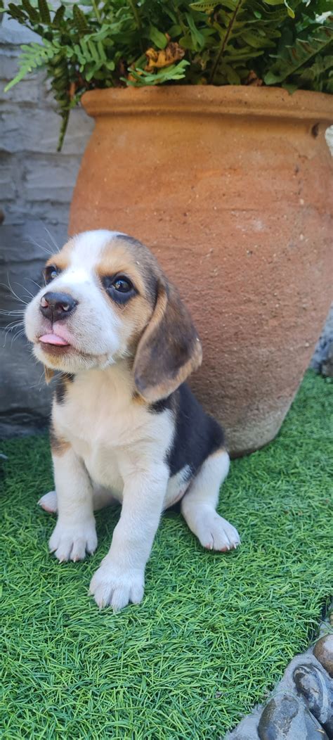 რიკი Riki ცელქი ბიჭისთვის ვეძებთ მზრუნველ ოჯახს🥰 ჭიაზე