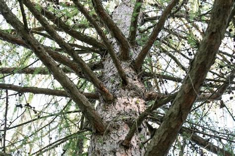 Premium Photo Tree Trunk With Branch