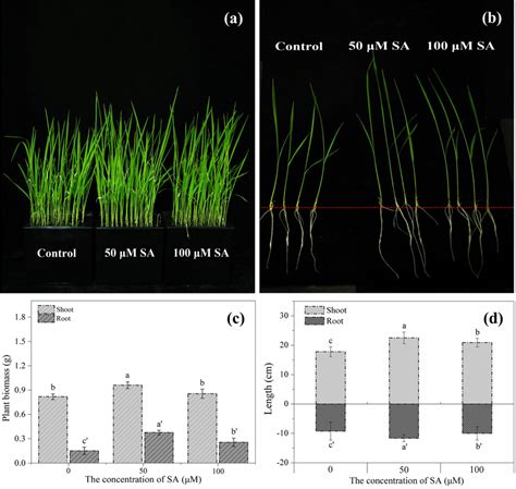 Effects Of Exogenous Salicylic Acid Sa Application On The Phenotypic Download Scientific