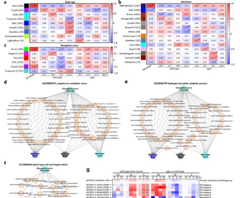 Module Trait Associations And Genes Assigned To Plant Cell Wall And