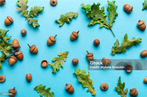 색깔이있는 배경에 녹색 참나무 잎과 도토리가있는 가지 상단 뷰를 닫습니다 10월에 대한 스톡 사진 및 기타 이미지 10월 11월 가을 Istock