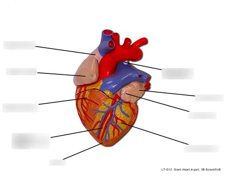 Heart Model Diagram Quizlet