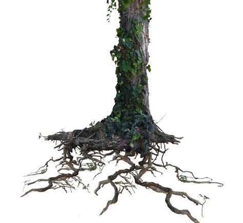 Tree Trunk Roots With Ivy PNG Stock Photo By Annamae On DeviantArt