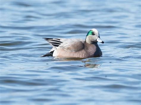 What Do Wigeon Eat Birdful