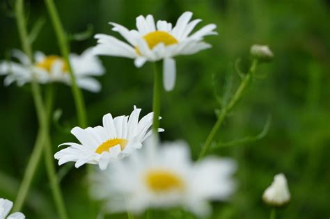 花 雏菊 白色的 Pixabay上的免费照片 Pixabay