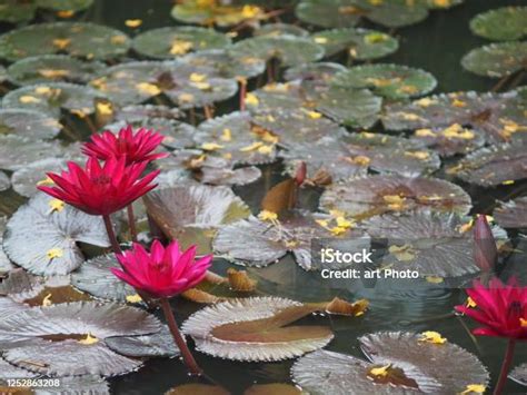 빨간 물 백합 Plantae 신성한 연꽃 인도의 콩 Nelumbo Nelumbonaceae 이름 꽃 연못 큰 꽃 타원형 꽃 꽃 잎의 분홍색 테이퍼 엔드 센터는 부풀어 녹색