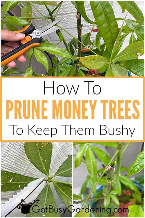 How To Prune A Money Tree That Is Too Tall At Deloris Colvin Blog