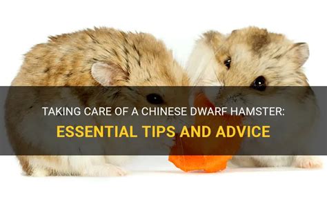 Taking Care Of A Chinese Dwarf Hamster Essential Tips And Advice Petshun