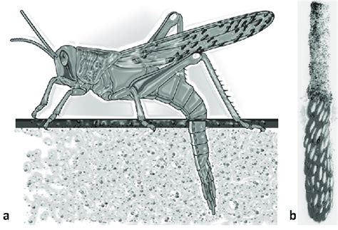 Oviposition Of Female Desert Locust And Its Corresponding Egg Pod A Download Scientific