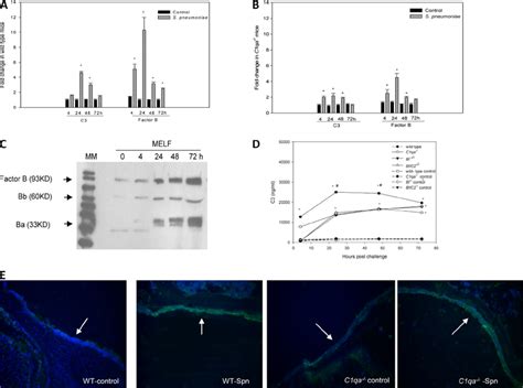 Gene And Protein Expression Of Complement Factor B And C3 Induction Of
