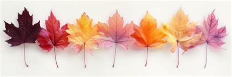 Premium Photo Colorful Maple Leaves On Artistic Background Vibrant