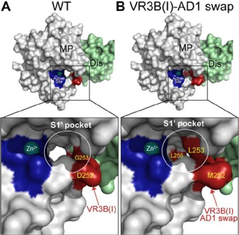 Molecular Models Of The Adamts13 S1 ؅ Subsite A Model Of The