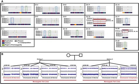 CNVs Identified Using SNP Genotyping In The Twin Blastomere Lines A Download Scientific
