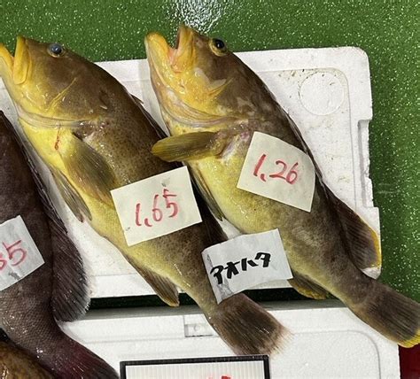 【2022年最新】アオハタの値段相場はどれくらい？旬の時期・人気の調理方法もご紹介